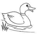 Kids-n-fun | 20 coloring pages of Ducks