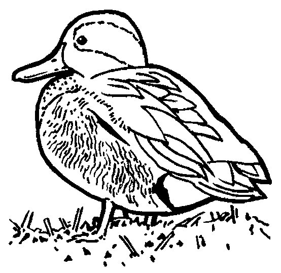 Kids-n-fun.com | 20 coloring pages of Ducks